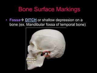 Skeletal System Notes | PPTX