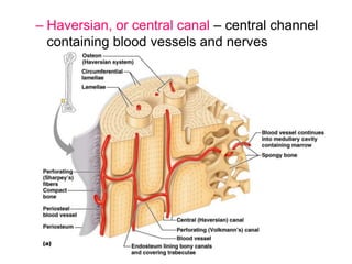 Skeletal System Notes | PPTX