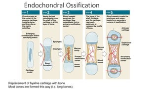 Skeletal system part 1 | PPTX