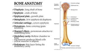 Skeletal system part 1 | PPTX