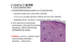 Skeletal system part 1 | PPTX