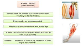 Skeletal system part power point present | PPTX