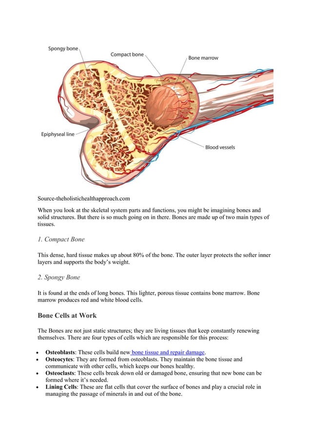 5 Key Functions of Skeletal System Parts and Functions | The ...