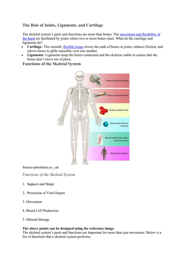 5 Key Functions of Skeletal System Parts and Functions | The ...