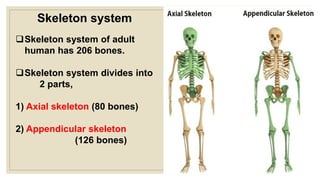 part 1 HUMAN skeletal system slides important for NEET | PDF