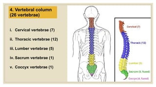 part 1 skeletal system slides important for NEET | PPT