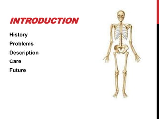 Skeletal system power point | PPT
