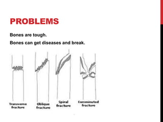 Skeletal system power point | PPTX
