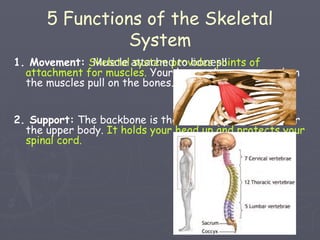 skeletalsystempowerpoint-140505145811-phpapp02.pptx