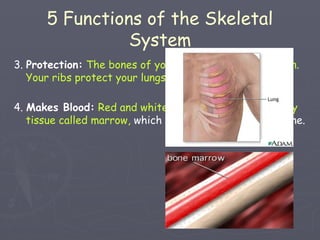 skeletalsystempowerpoint-140505145811-phpapp02.pptx