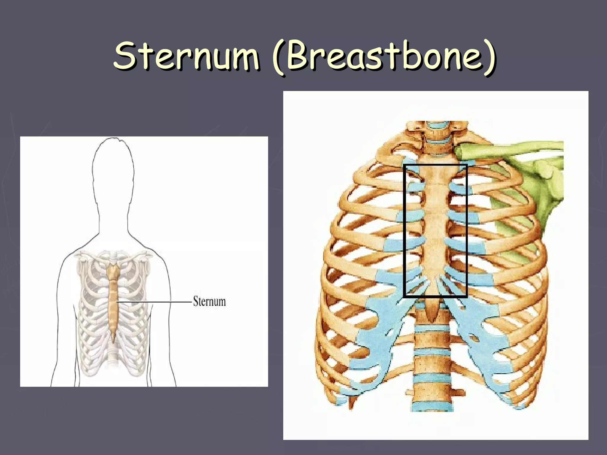 Skeletal system powerpoint | PPT