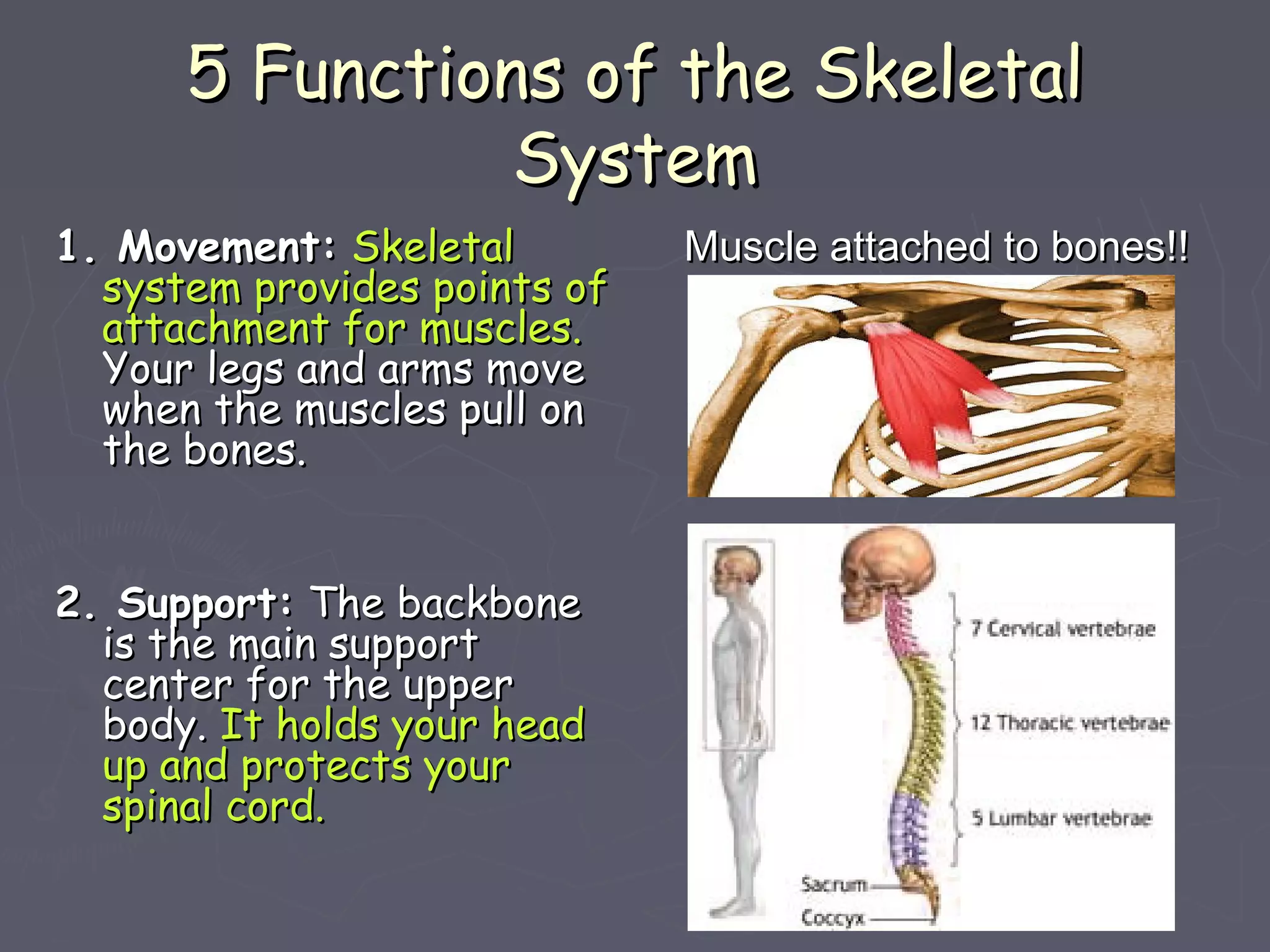 Skeletal system powerpoint | PPT