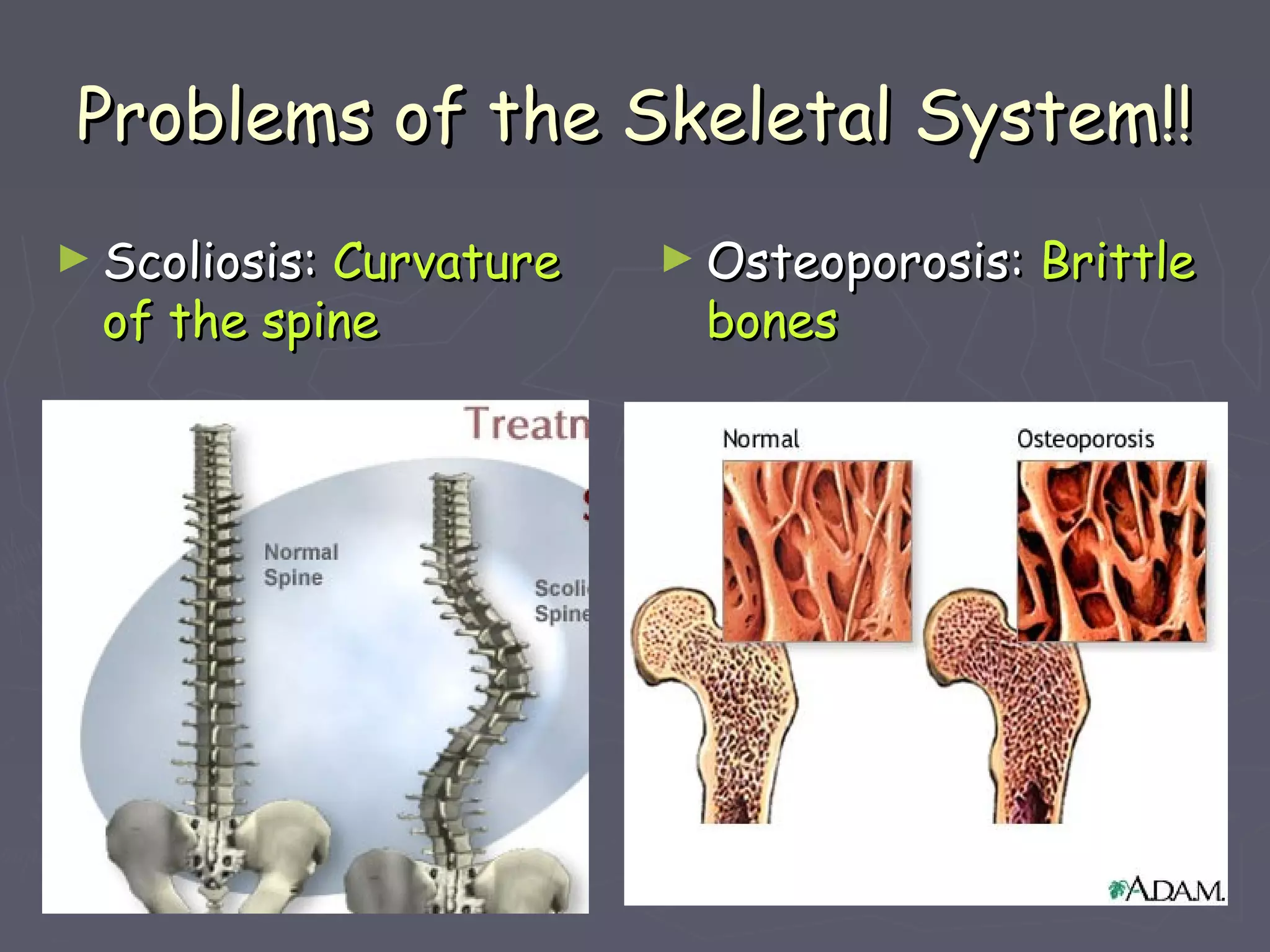 Skeletal system powerpoint | PPT