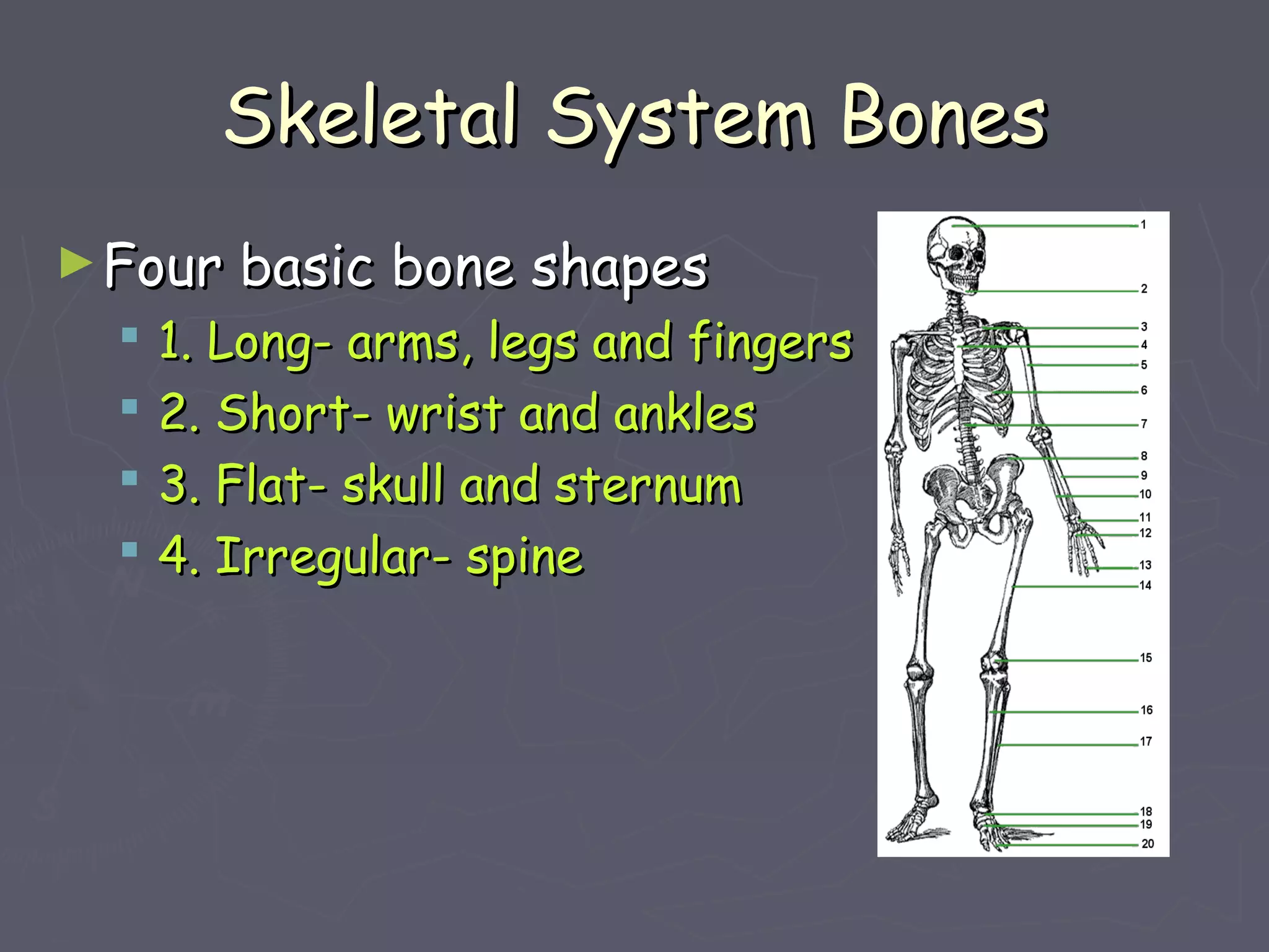 Skeletal system powerpoint | PPT