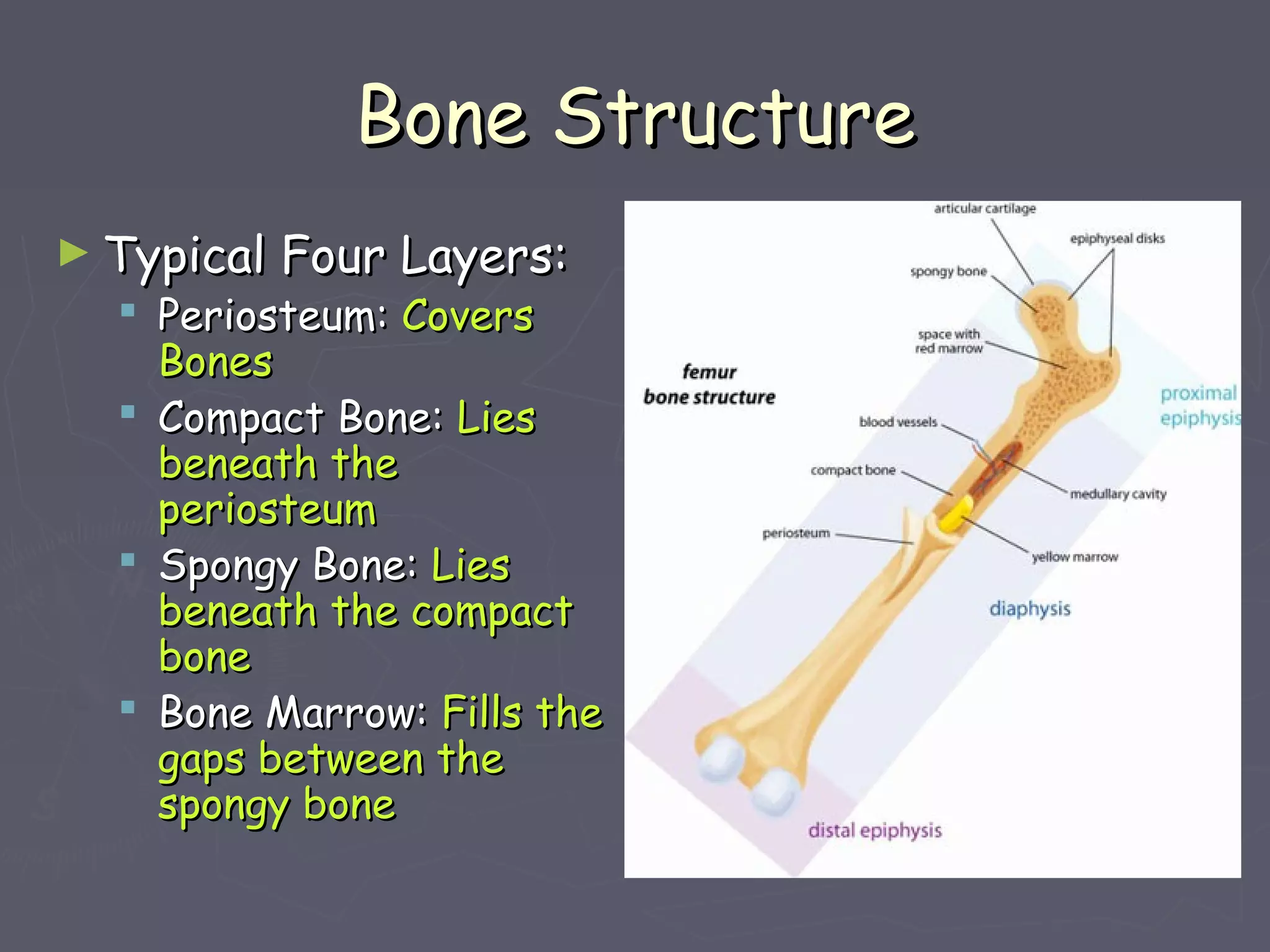 Skeletal system powerpoint | PPT