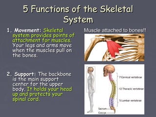 Skeletal system powerpoint | PPT