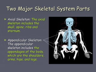 Skeletal system powerpoint | PPT
