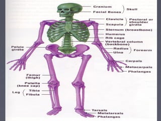 Skeletal system powerpoint | PPT