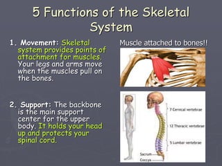 Skeletal System Support Function