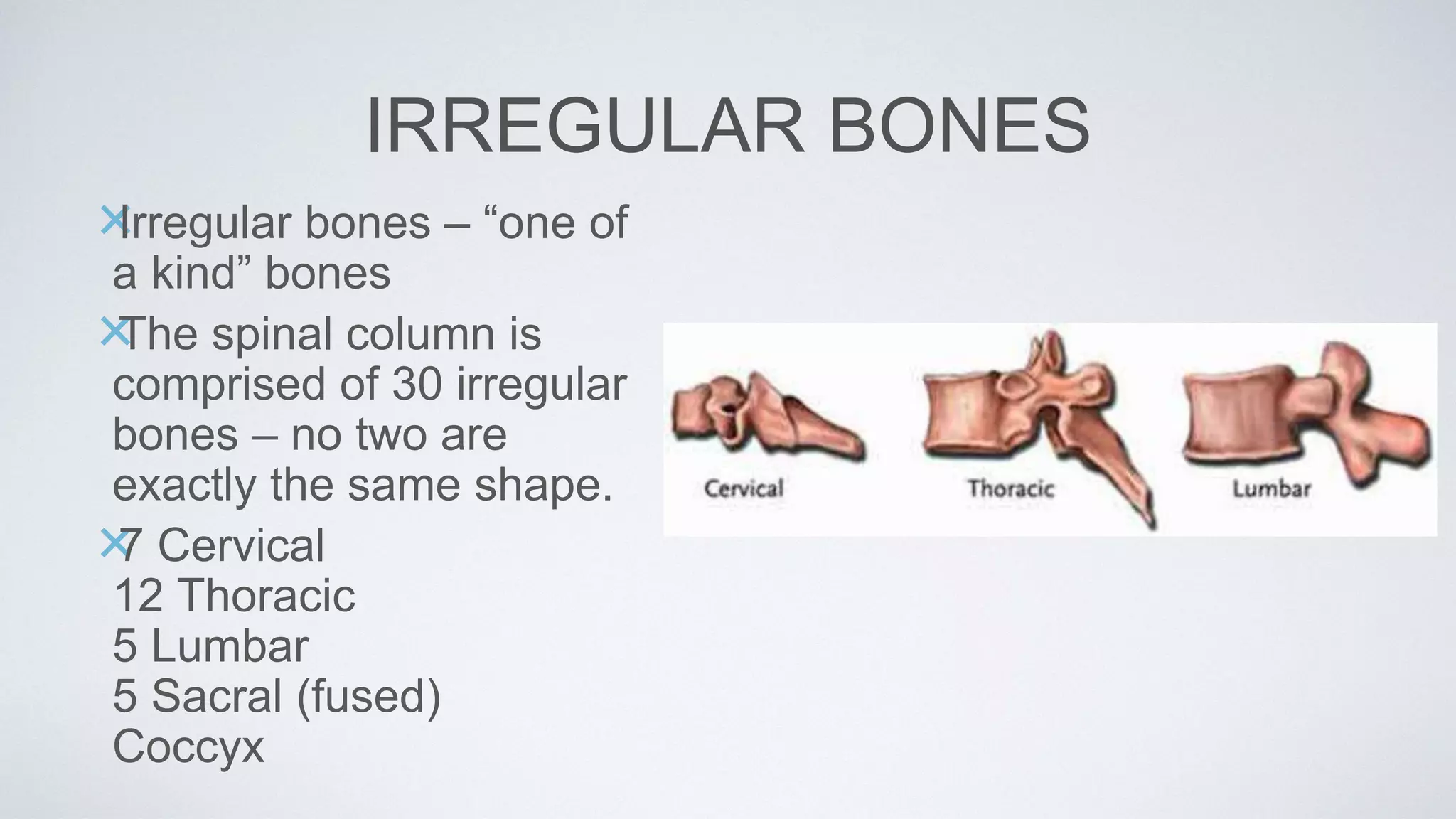 Skeletal system pp | PPTX