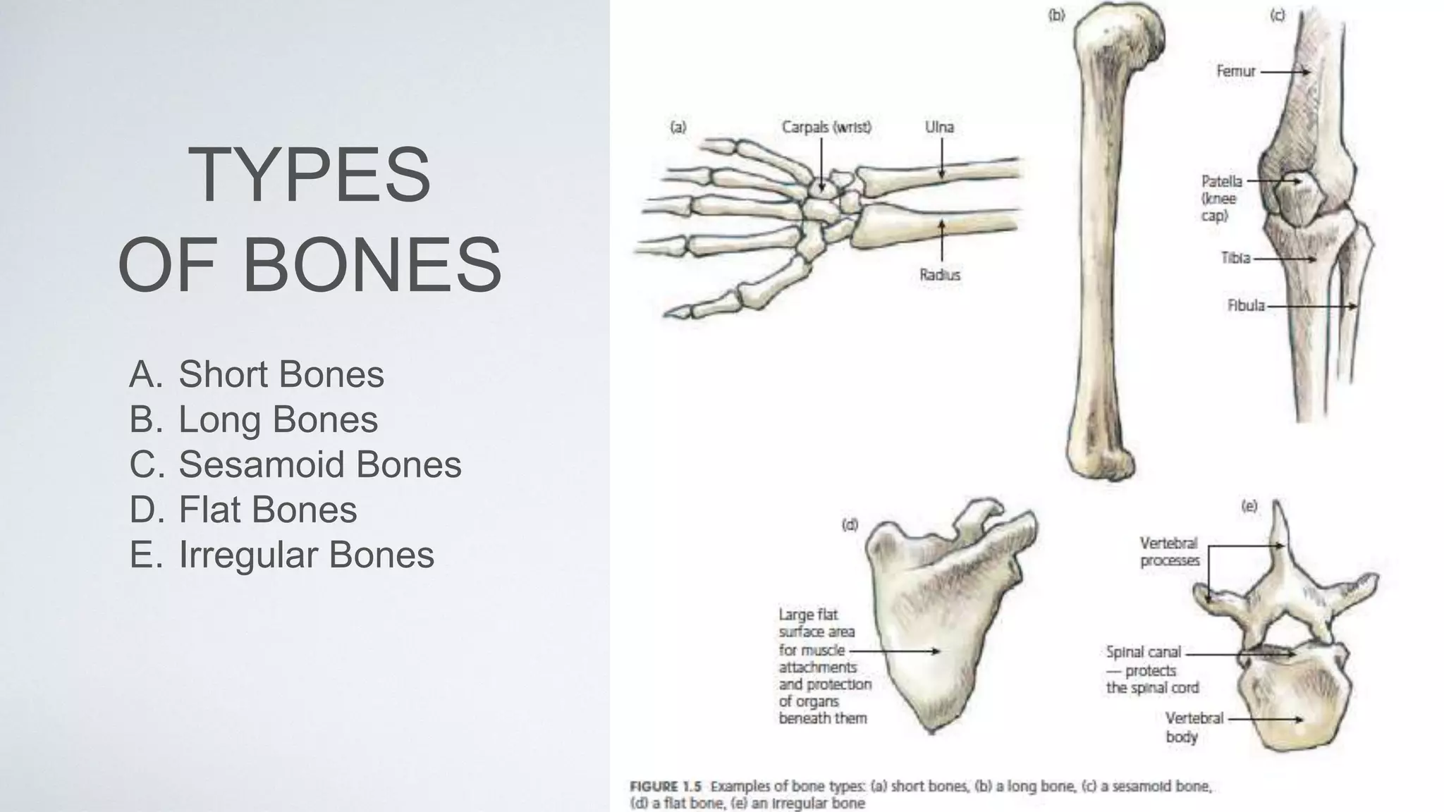 Skeletal system pp | PPTX