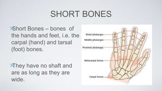 Skeletal system pp | PPTX