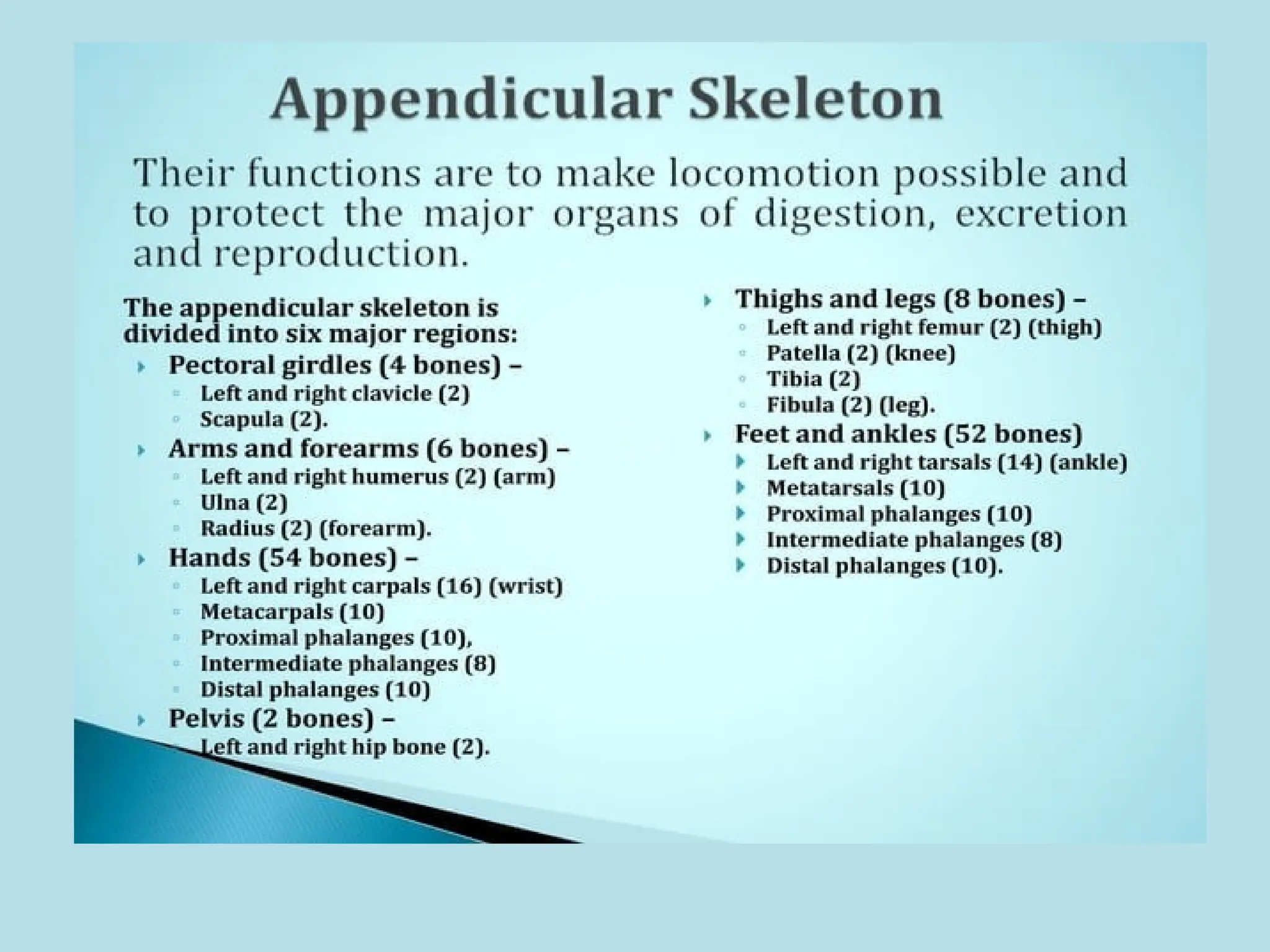 Skeletal System Presentation By Ppk Pptx