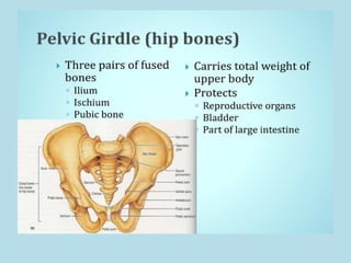 Skeletal System Presentation By Ppk Pptx