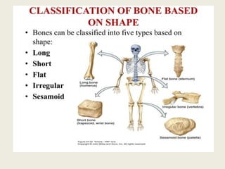 Skeletal System Presentation By Ppk Pptx
