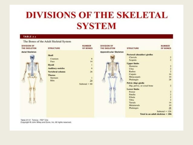 Skeletal System presentation by ppk.pptx