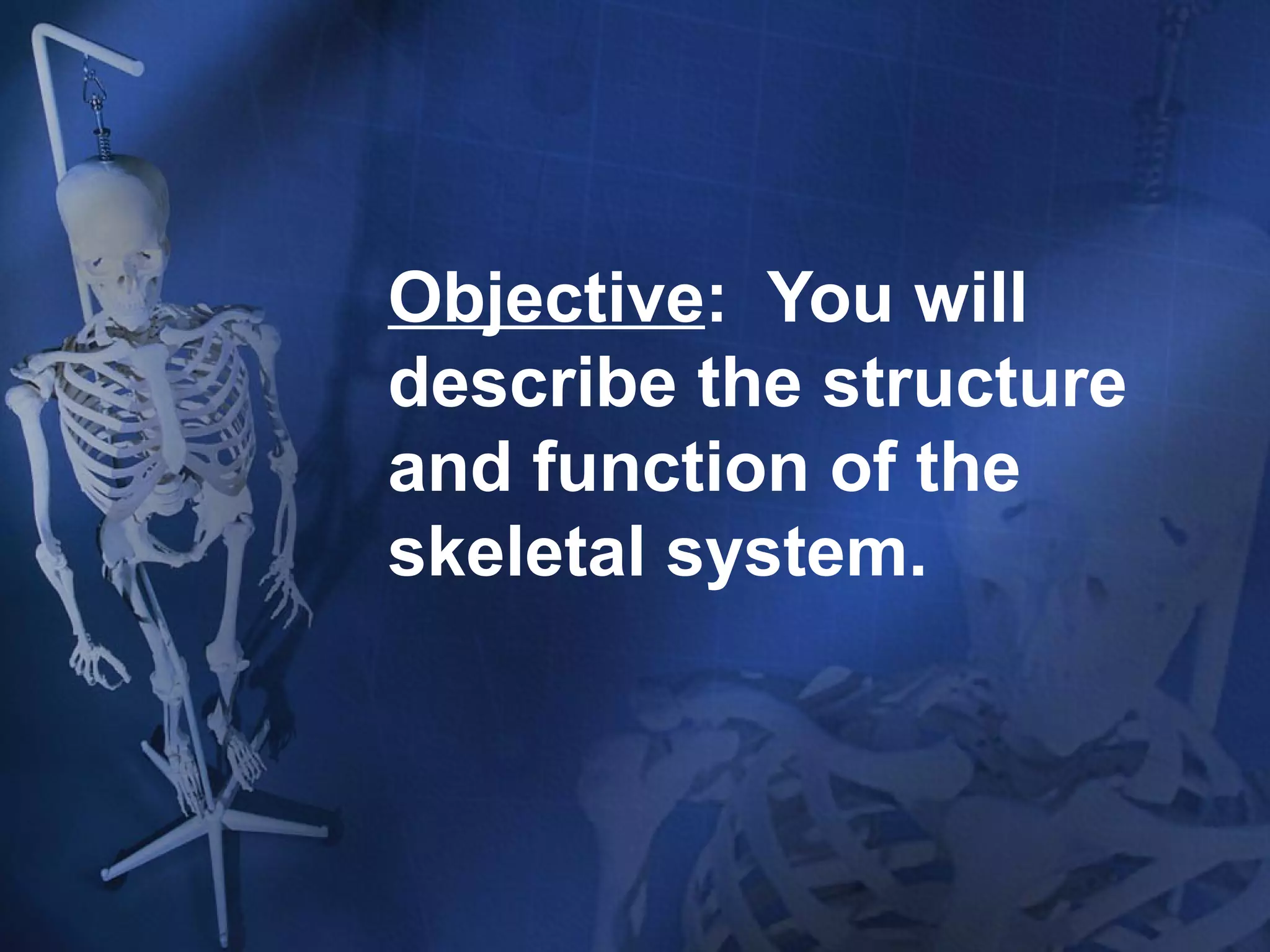 Skeletalsystem | PPT