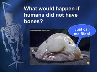 Skeletalsystem | PPT