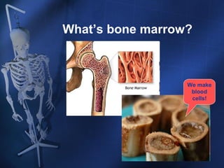 Skeletalsystem | PPT