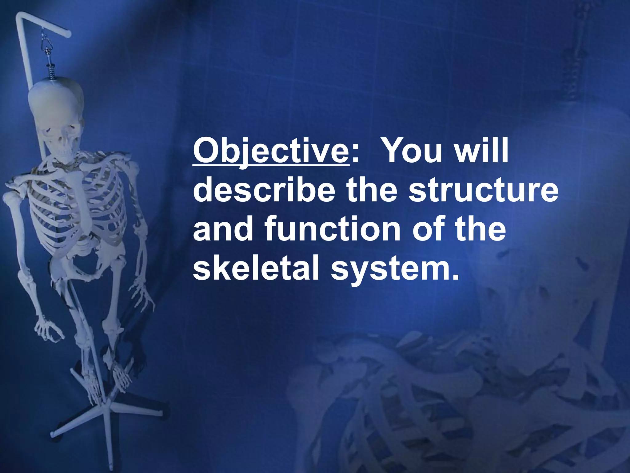 Skeletal System Ppt | PPT