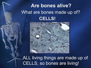 Skeletal System Ppt | PPT