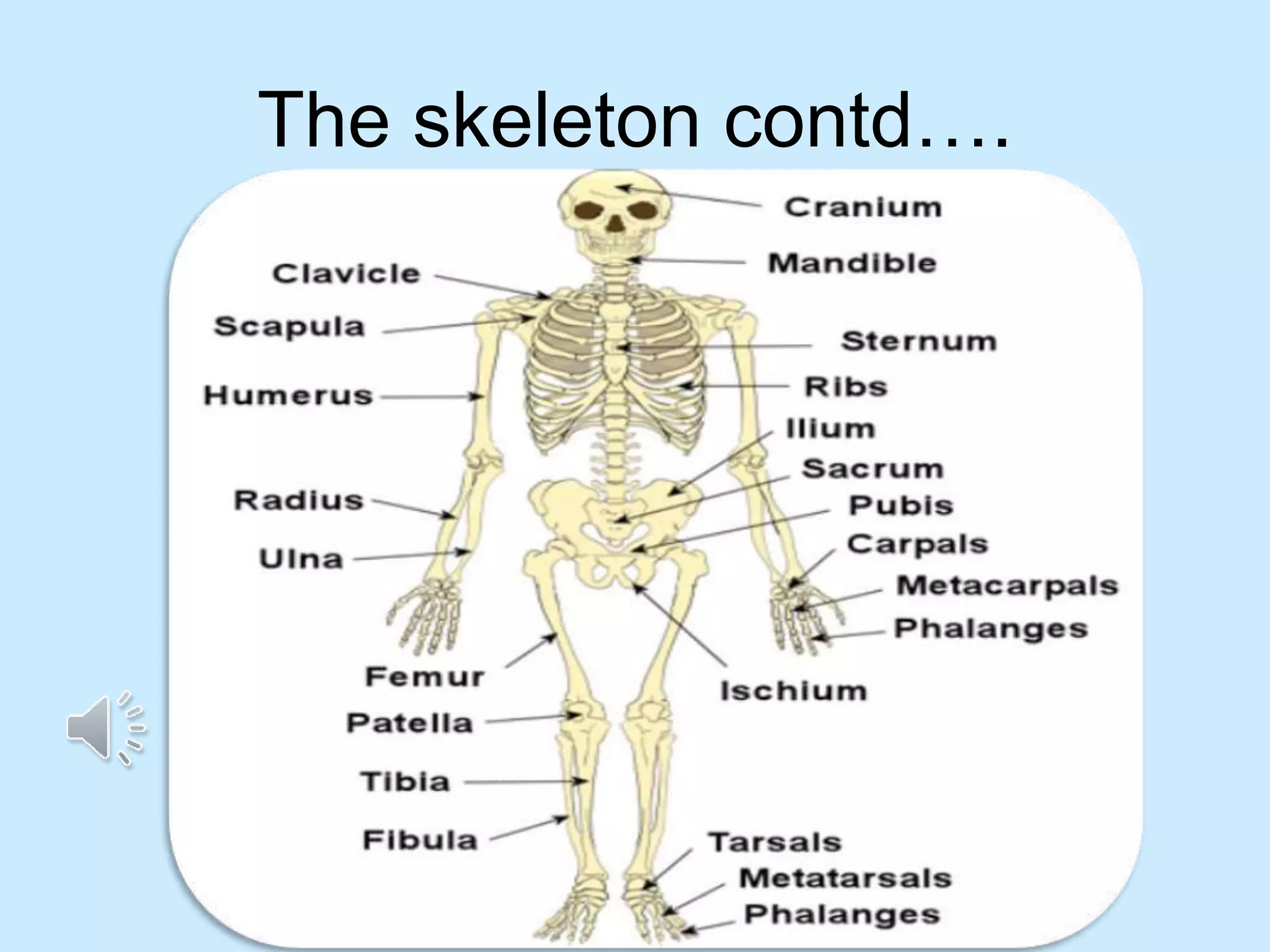 Skeletal_System_ppt.ppt