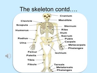 Skeletal_System_ppt.ppt