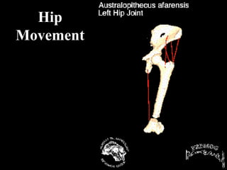 Skeletal system powerpoint. Relates to the muscular system | PPT