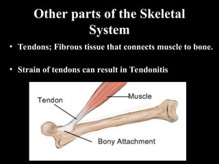 Skeletal system powerpoint. Relates to the muscular system | PPT