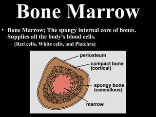 Skeletal system powerpoint. Relates to the muscular system | PPT