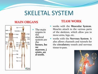 Skeletal system | PPT