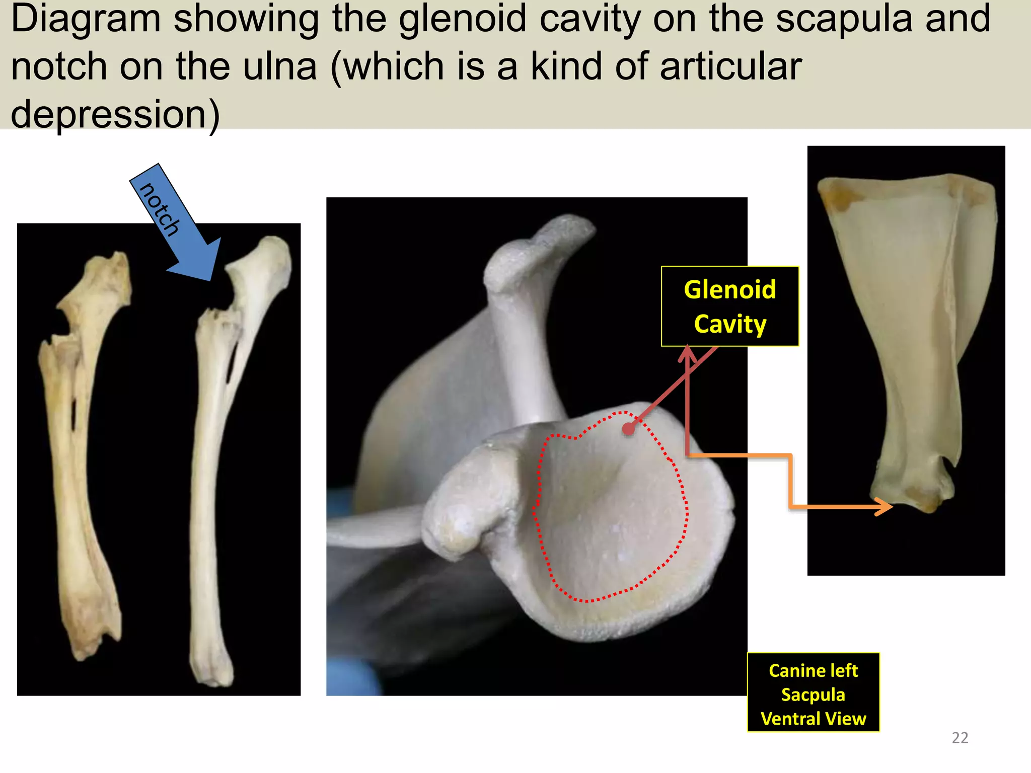 Skeletal system_presentation.pptx