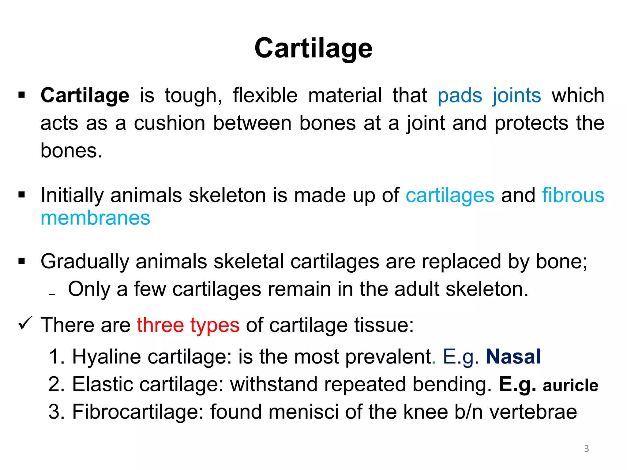Skeletal system_presentation.pptx