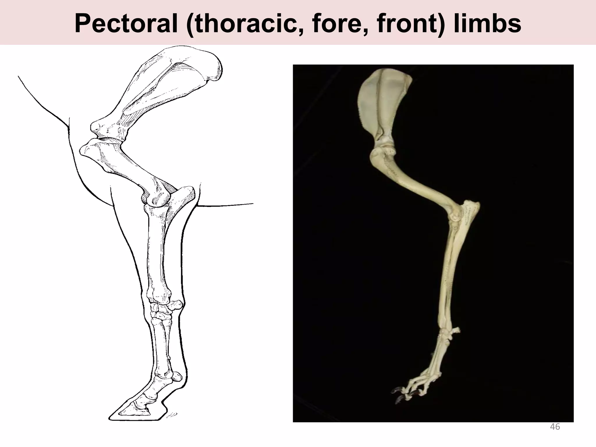 Skeletal system_presentation.pptx