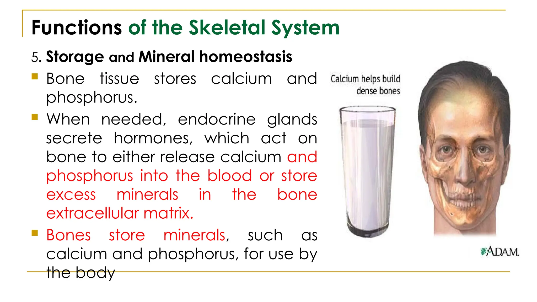 SKELETAL SYSTEM PRESENTATION.pptx by Daniel Kaiwe | PPTX
