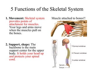 skeletal system ready anatomy pharmacy.ppt