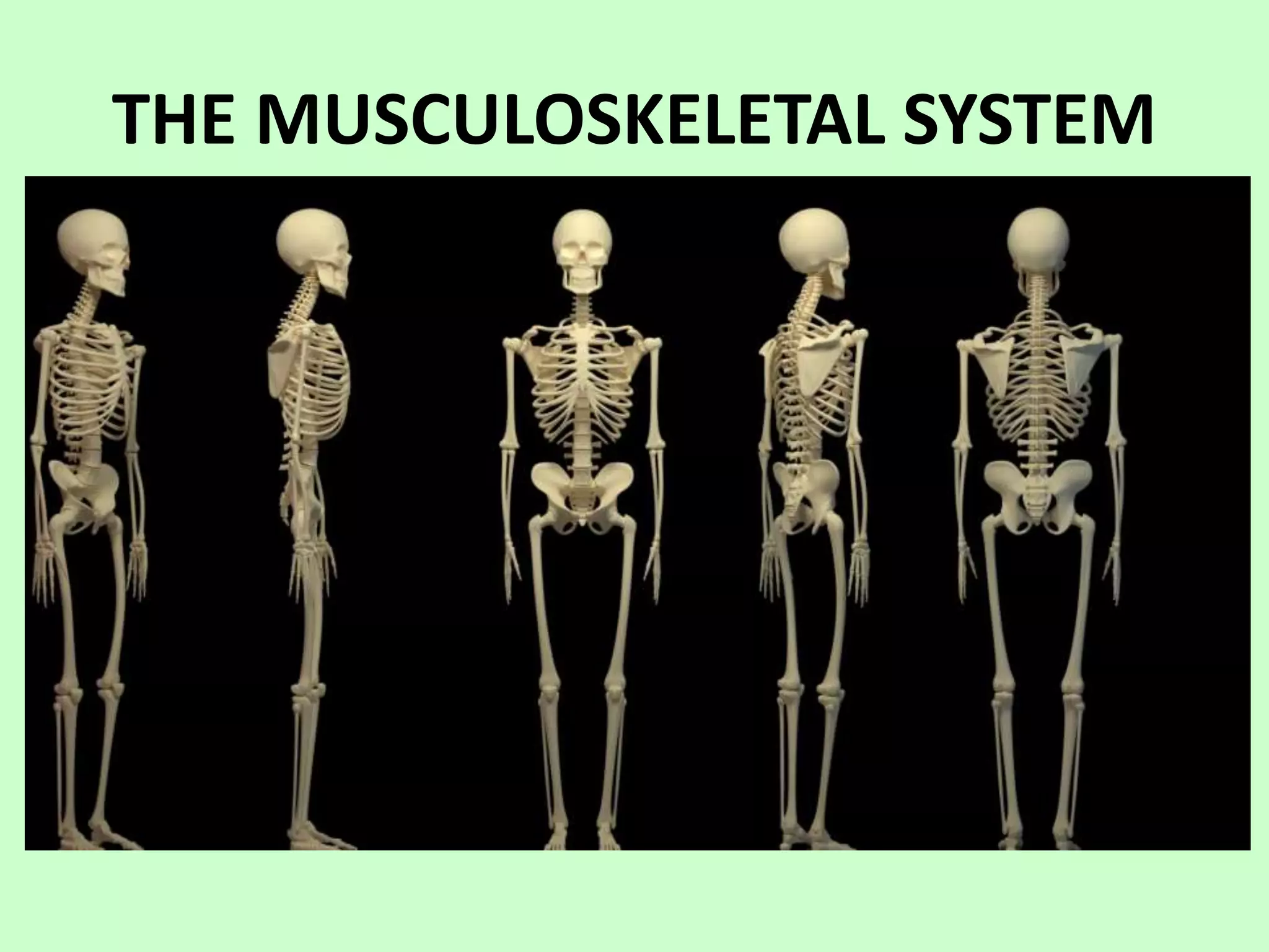 Skeletal system science 6 | PPT