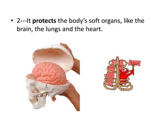 Skeletal system science 6 | PPTX