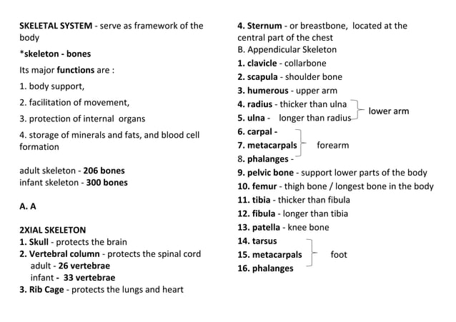 SKELETAL SYSTEM summary .docx