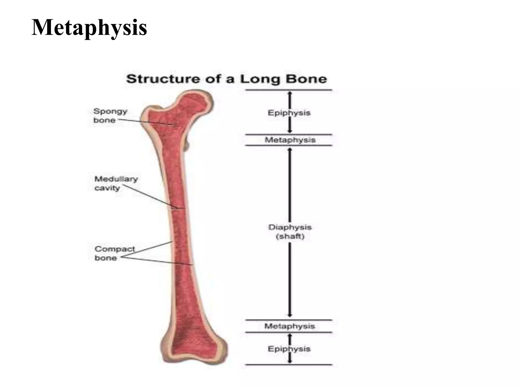 Skeletal System (Unit-IV)-for Stds.ppt